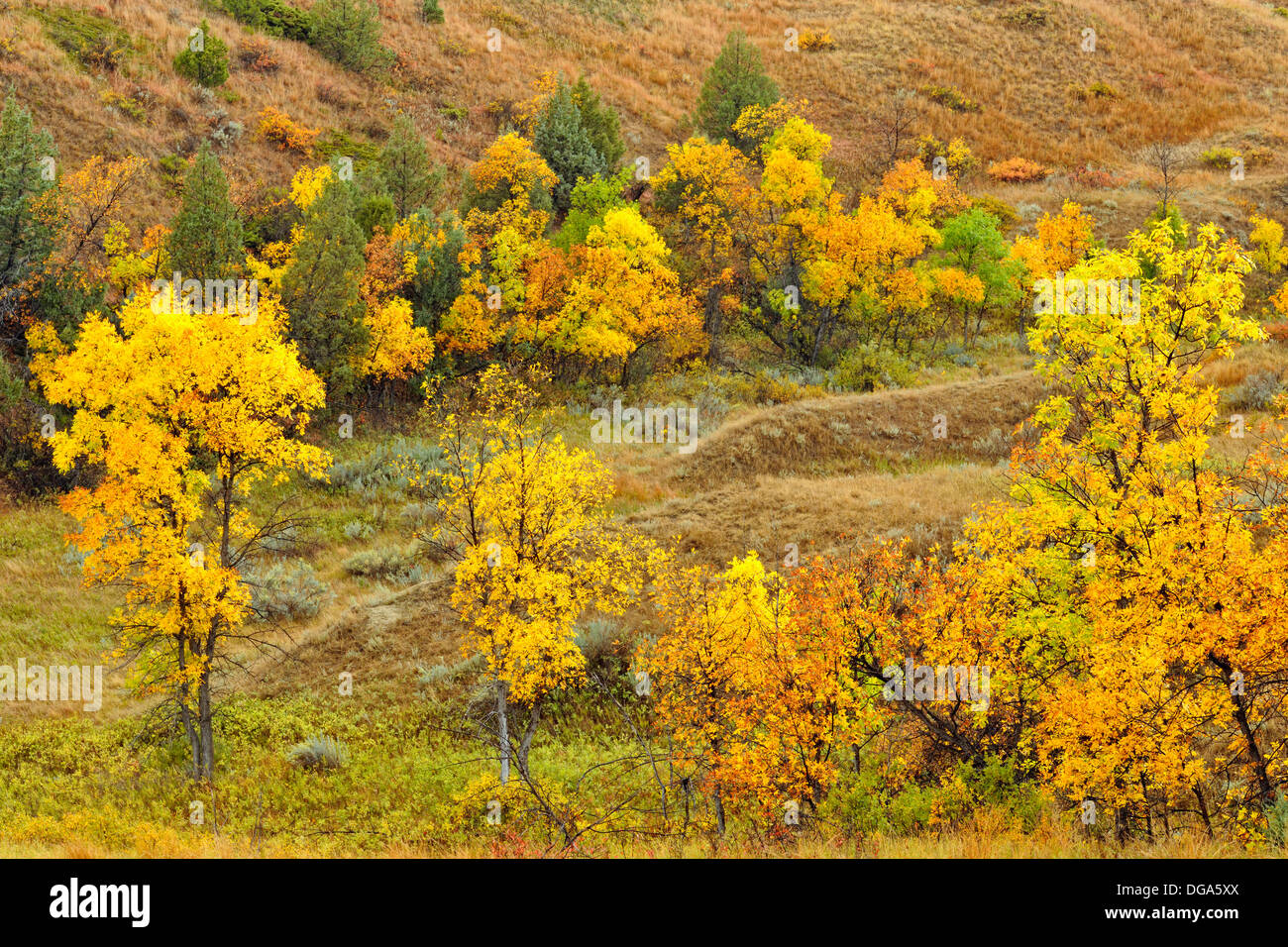 Green ash trees displaying early autumn colour in grasslands Theodore ...