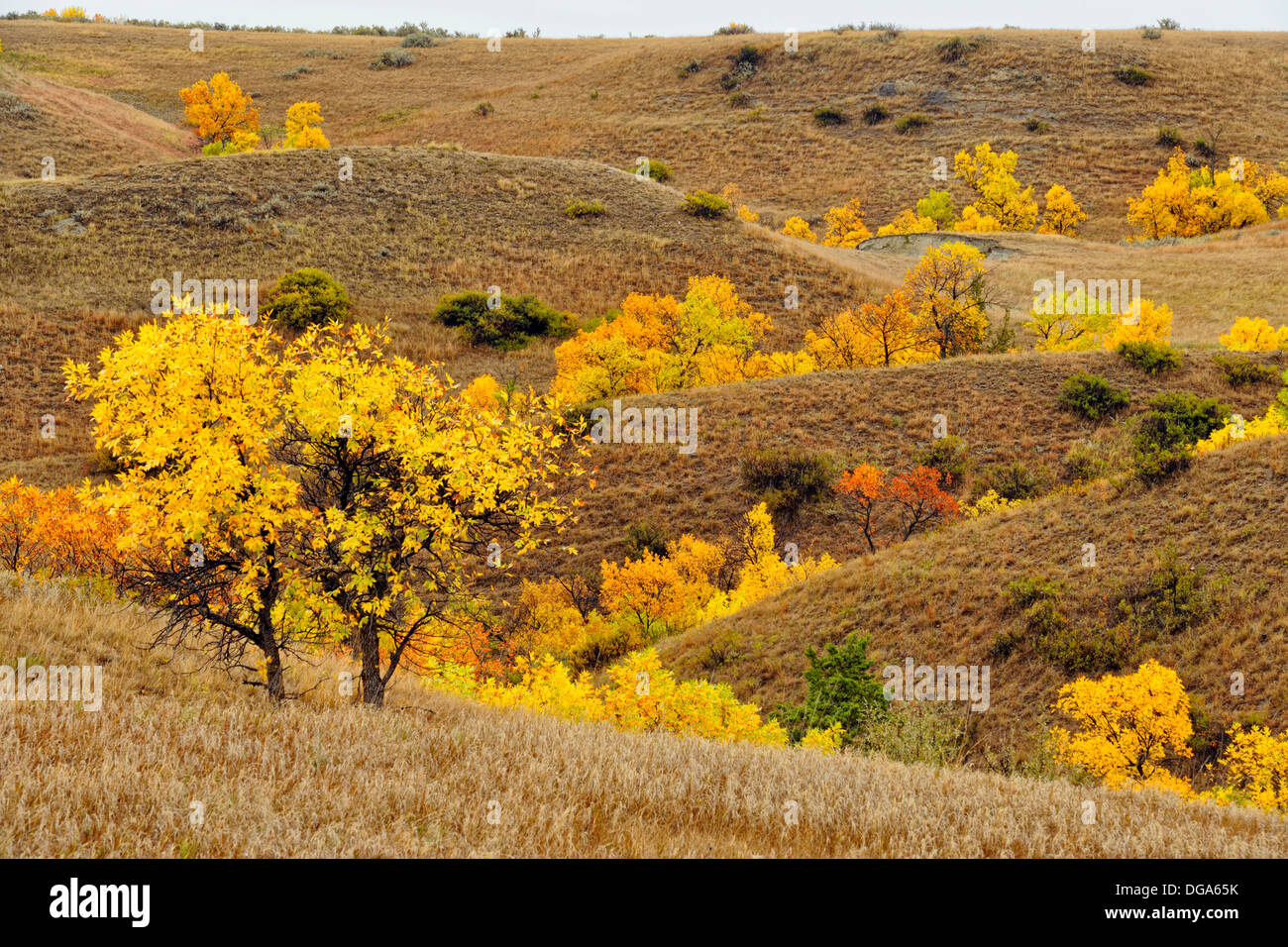 Green ash trees displaying early autumn colour in grasslands Theodore ...