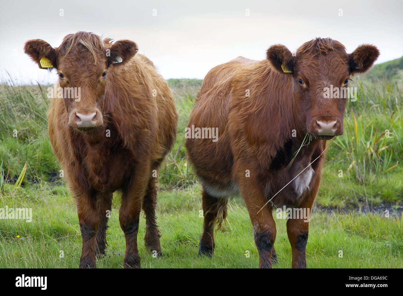 Two friendly cows hi-res stock photography and images - Alamy