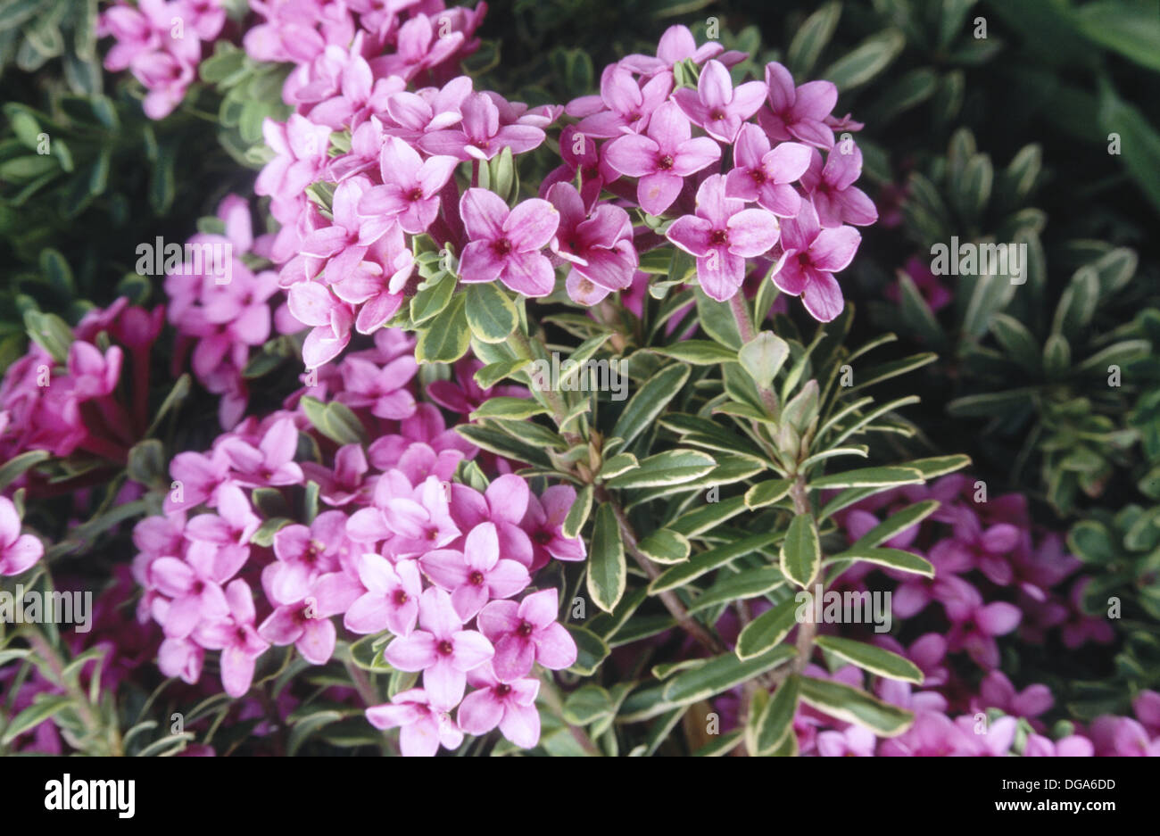 Garland flower daphne cneorum hi-res stock photography and images - Alamy