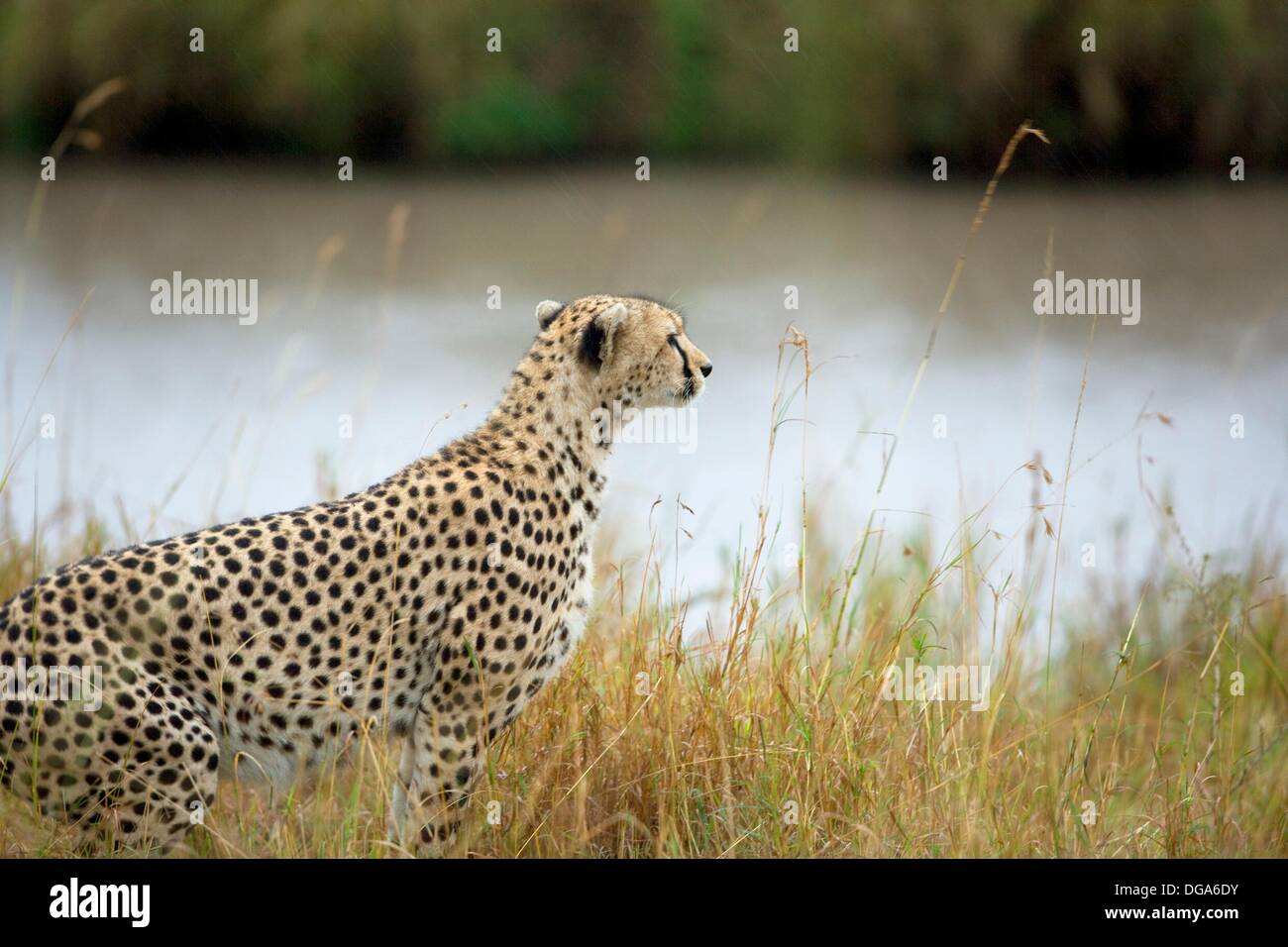 The cheetah is a carnivore hi-res stock photography and images - Alamy
