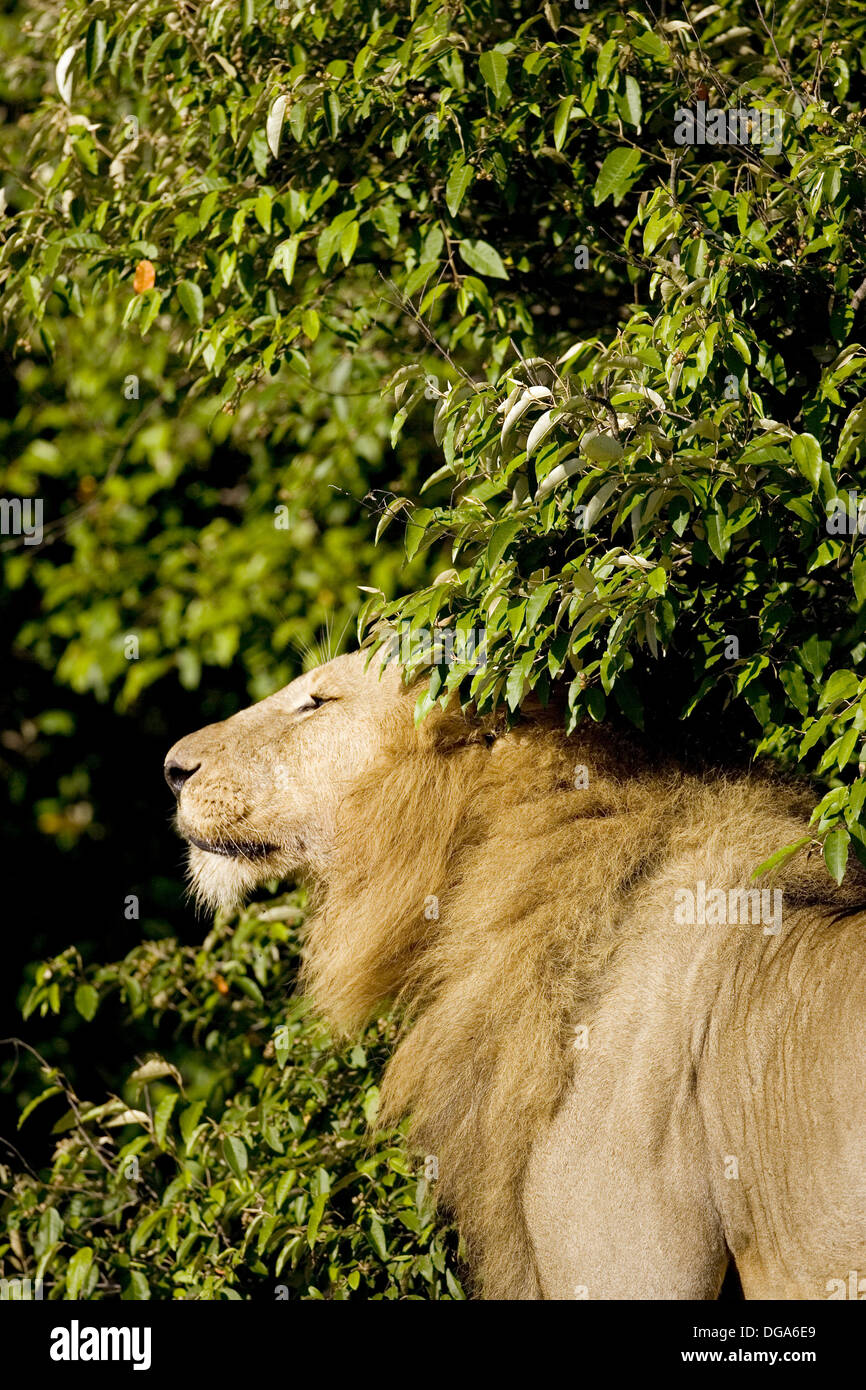 Lion panthera leo marking territory hi-res stock photography and images ...