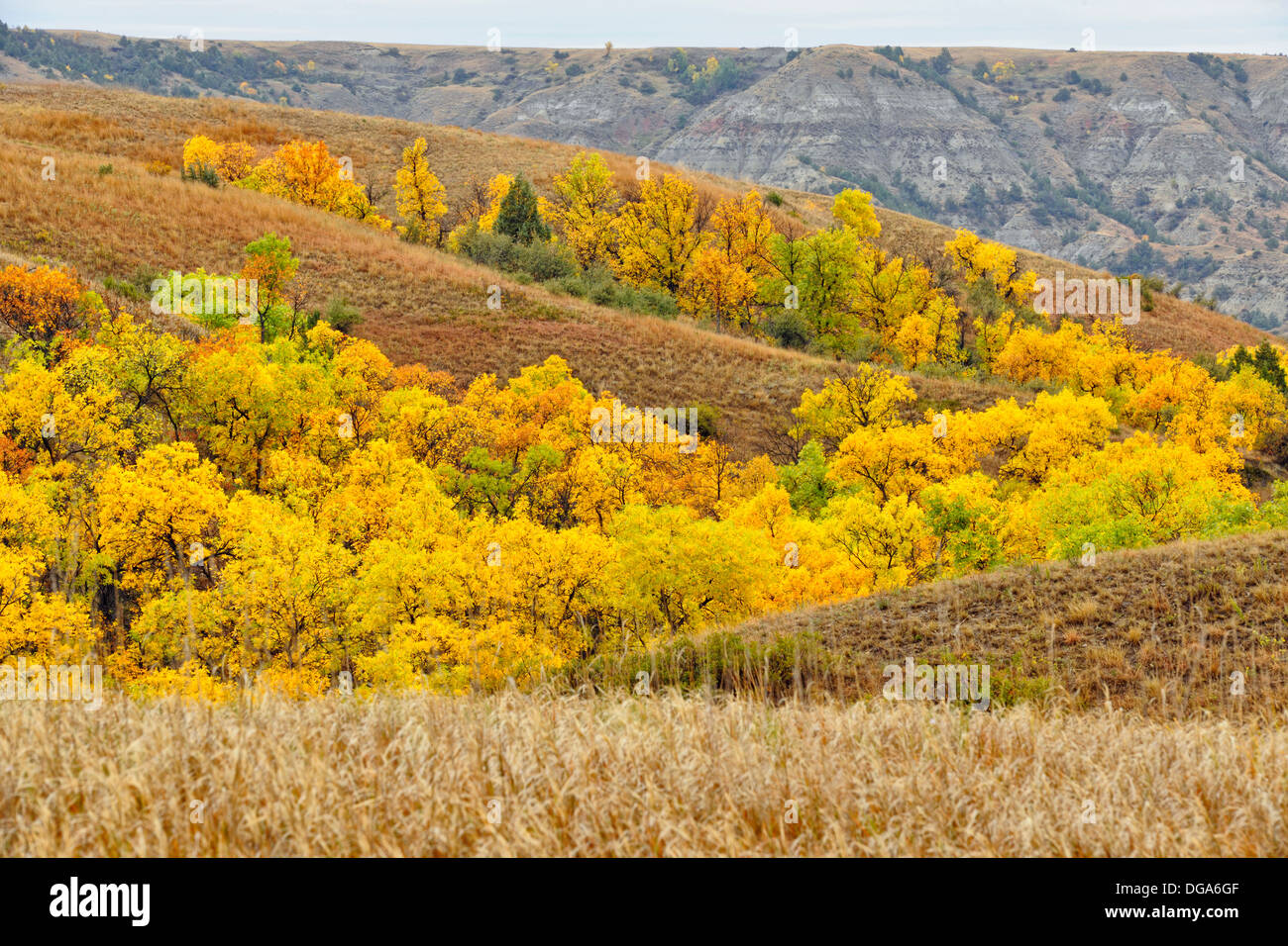 Green ash trees displaying early autumn colour in grasslands Theodore ...