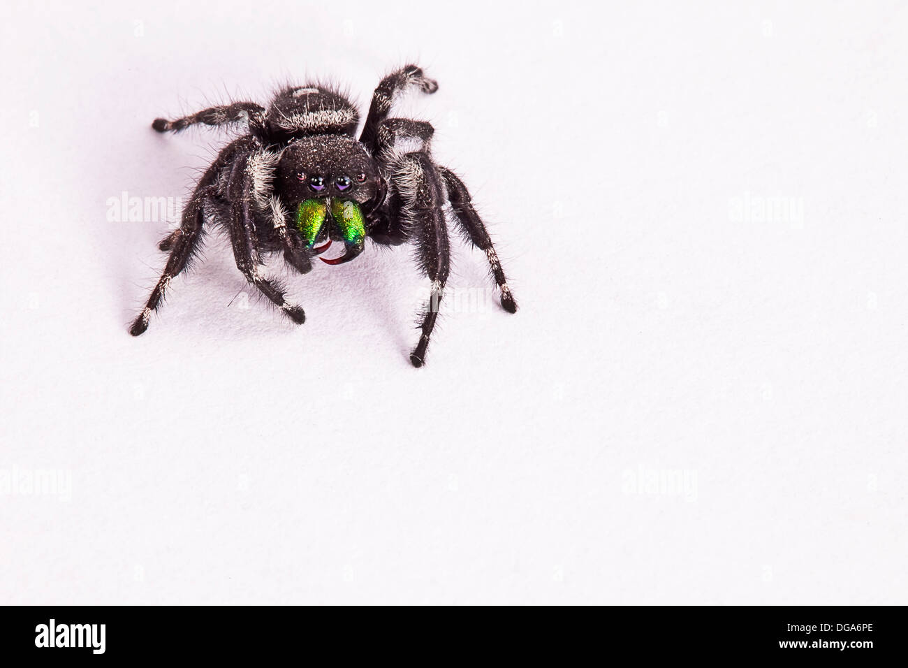 Daring Jumping Spider, aka Bold Jumping Spider (Phidippus audax) on ...