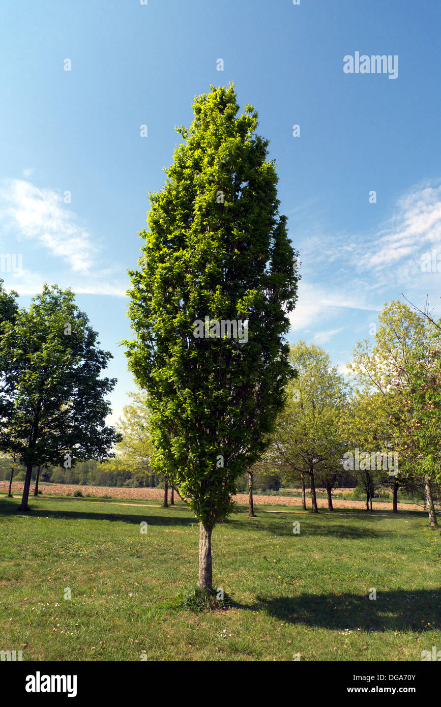 Fastigiate oak, Brittany, France Stock Photo - Alamy