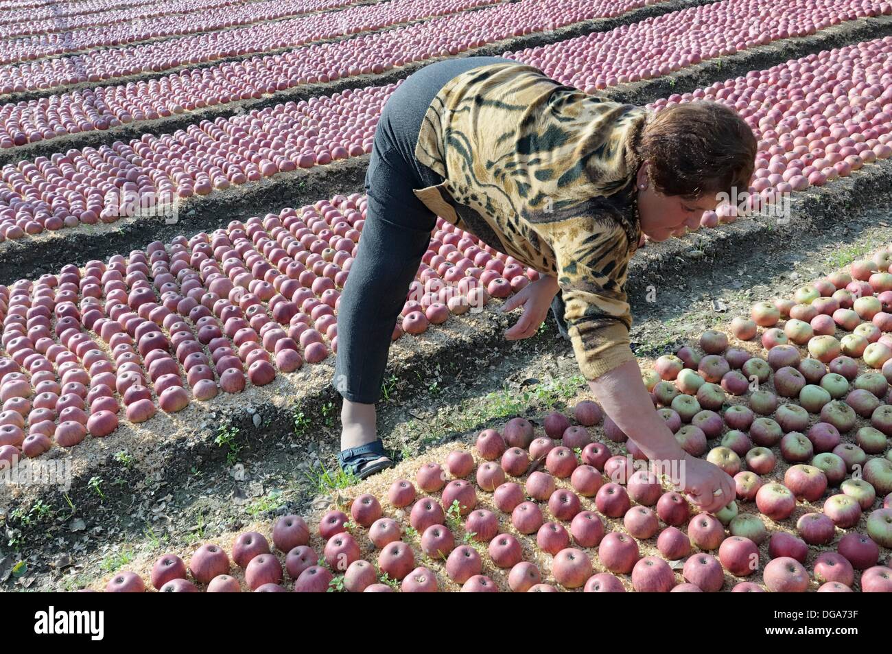 Annurca apple hi-res stock photography and images - Alamy