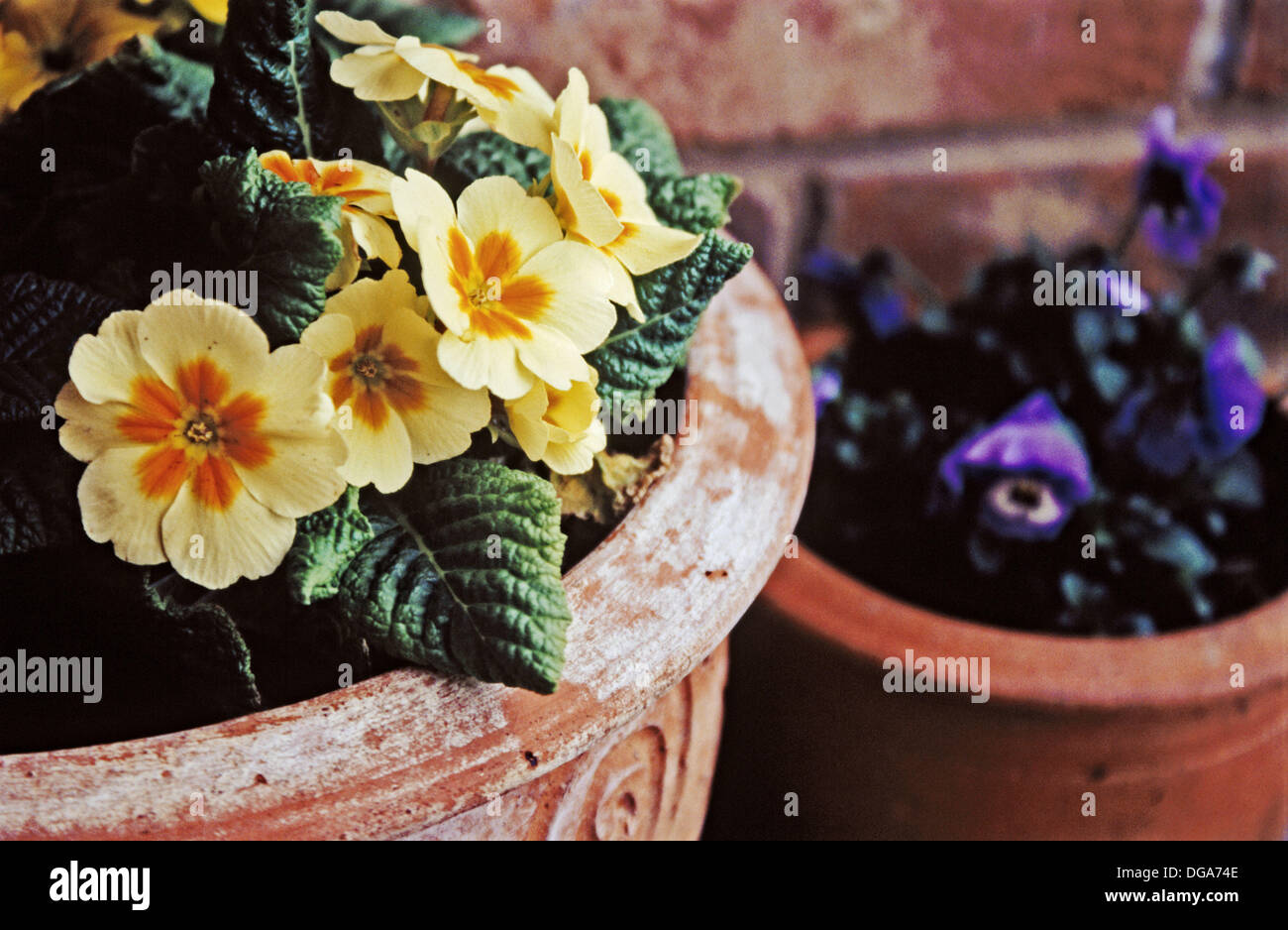 Detailed primrose hi-res stock photography and images - Alamy