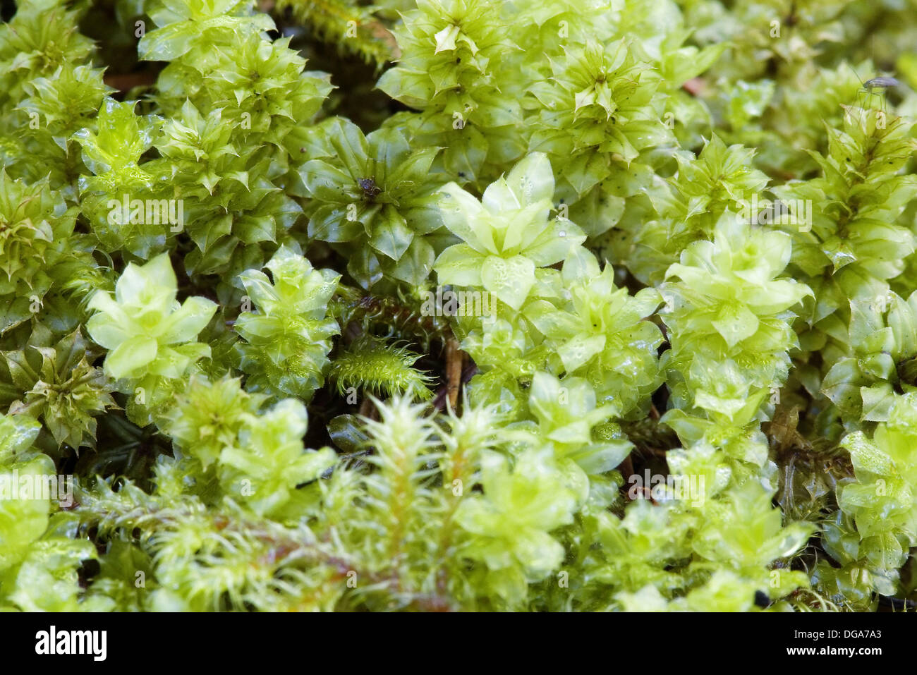 Plagiomnium moss hi-res stock photography and images - Alamy