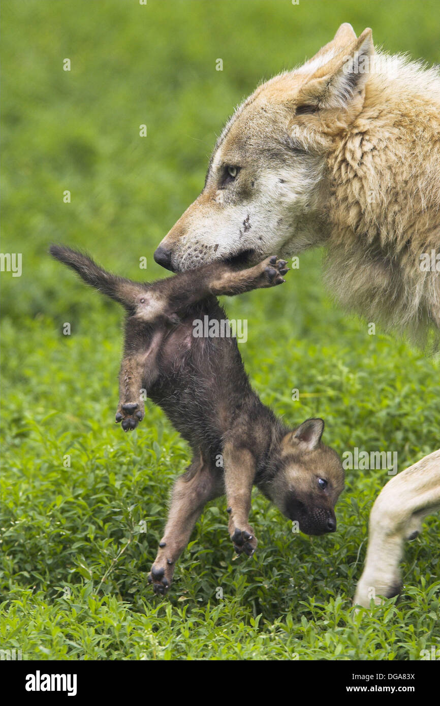 Wolf mother carrying puppy hi-res stock photography and images - Alamy