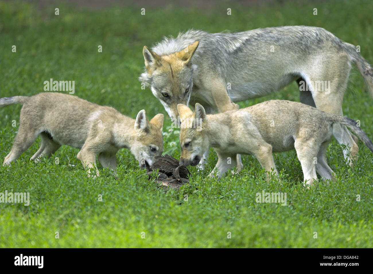 Baby wolf eating hi-res stock photography and images - Alamy