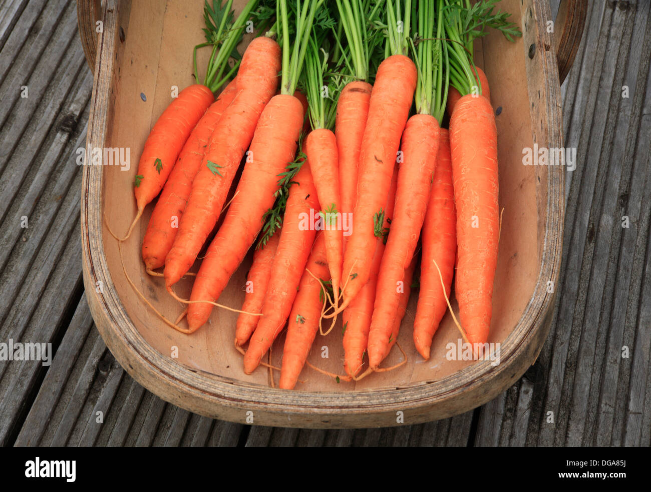 A bunch of freshly pulled carrots from a vegetable garden Stock Photo ...