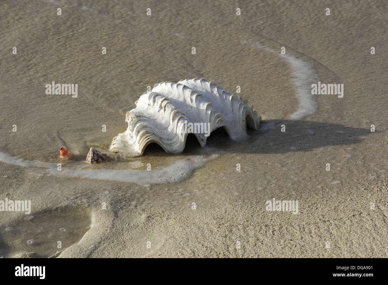 Tridacna sp hi-res stock photography and images - Alamy