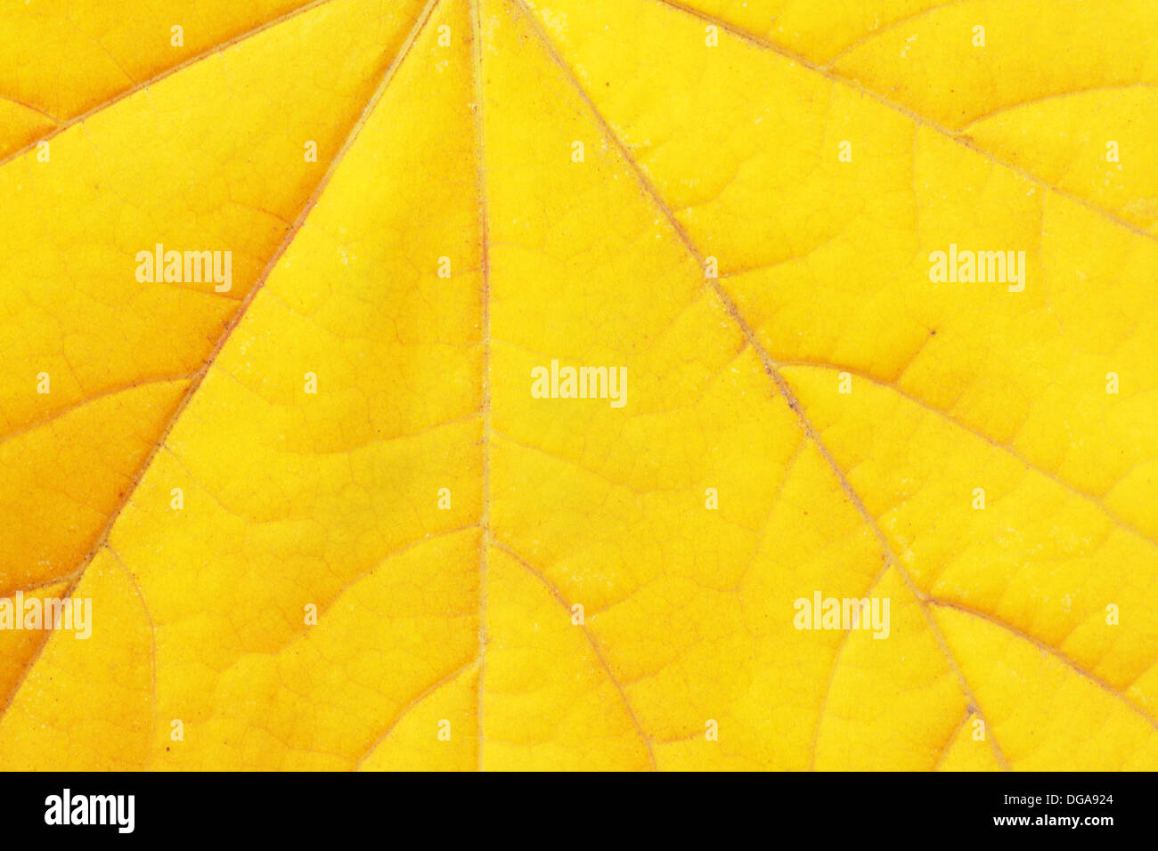 Macro maple leaf hi-res stock photography and images - Alamy