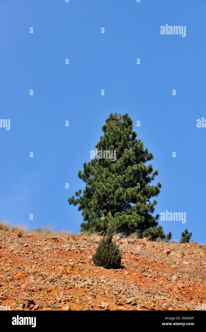 Pine trees on a rocky ridge near Drummond Montana USA Stock Photo - Alamy
