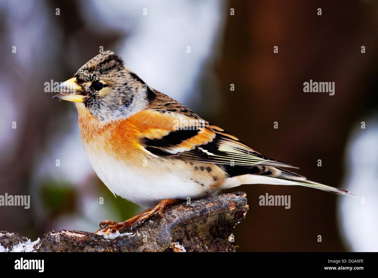 Male brambling in the snow hi-res stock photography and images - Alamy