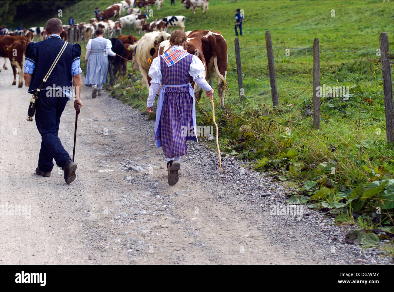 Back cows hi-res stock photography and images - Alamy