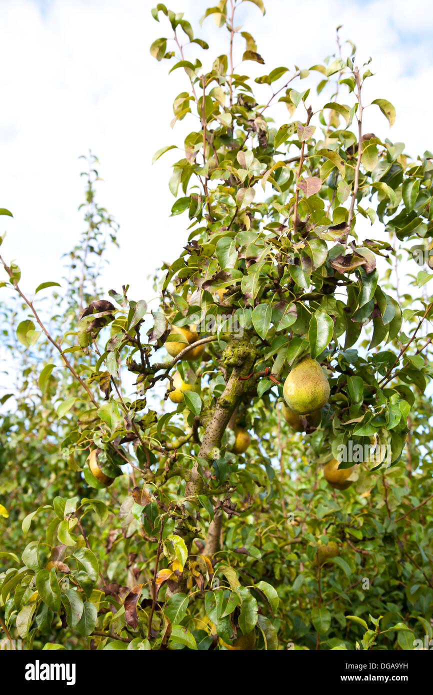 Pears on tree hi-res stock photography and images - Alamy