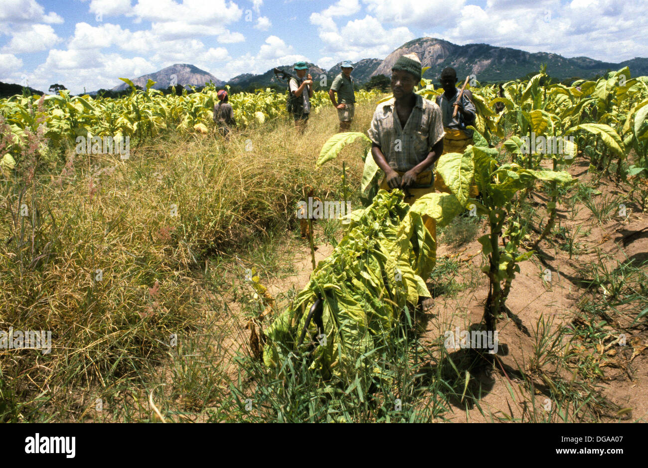 Zimbabwe white farmers tobacco farm hi-res stock photography and images ...