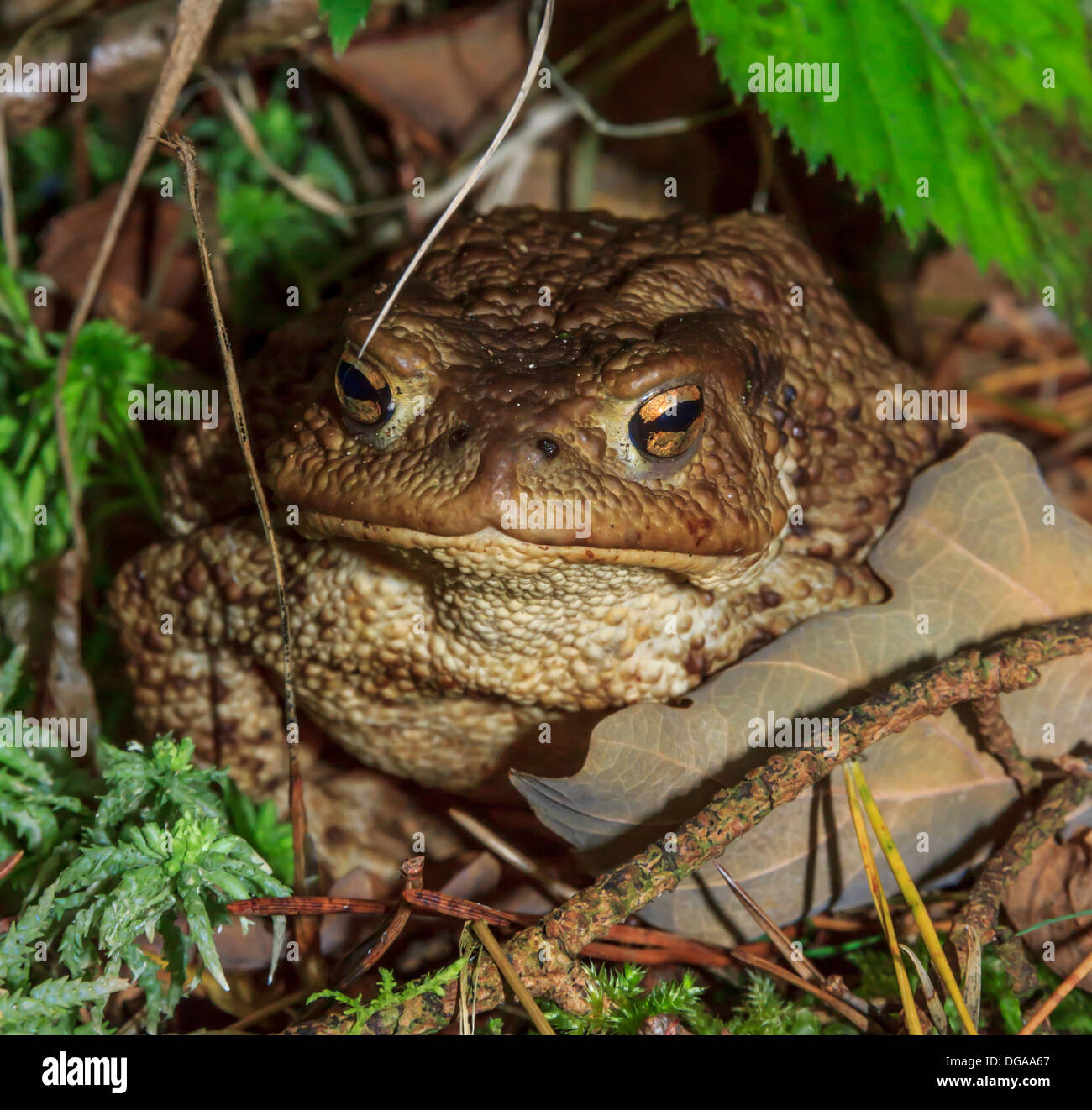 Photo of forest toad standing amidst rich forest floor Stock Photo - Alamy