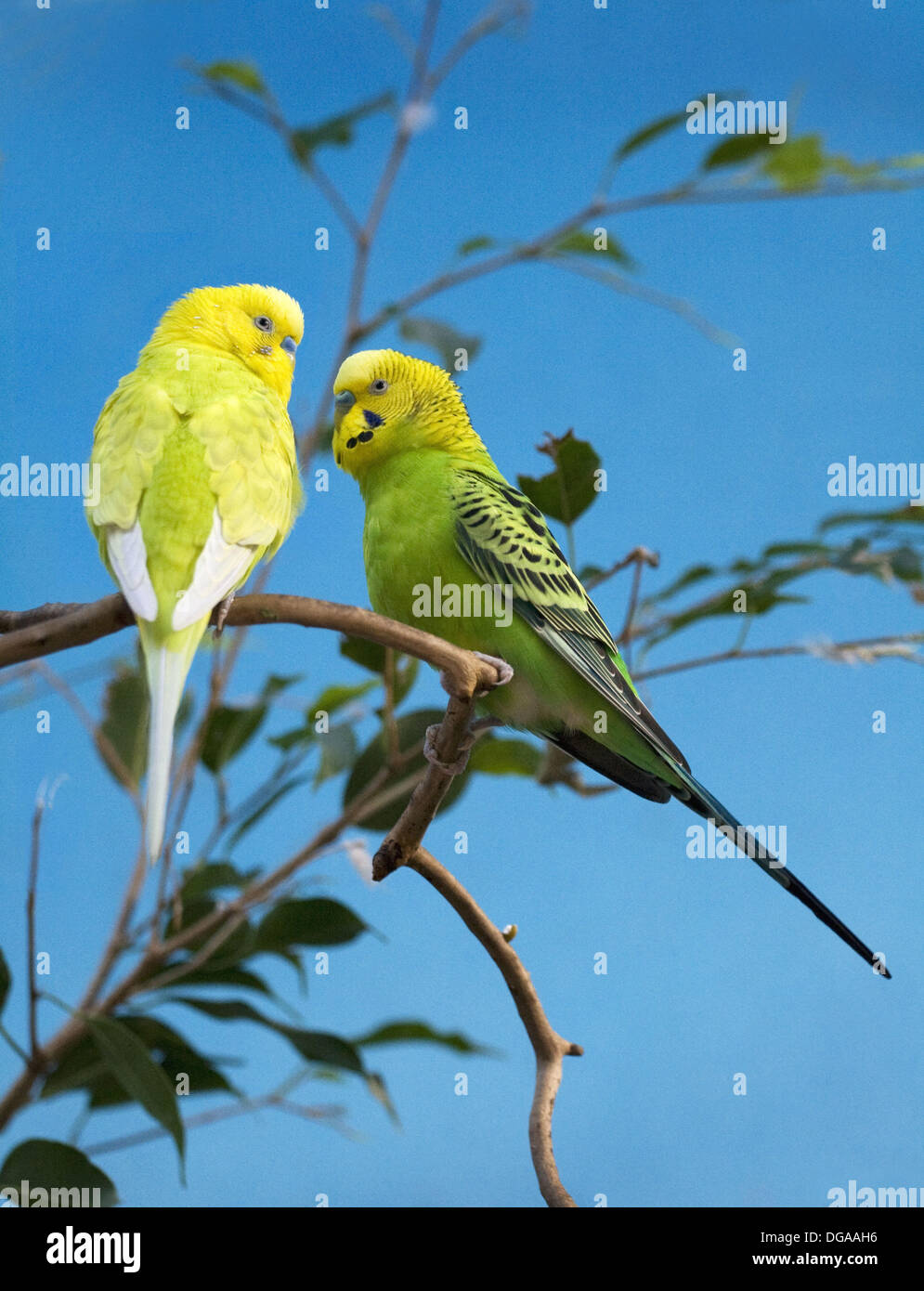 Green parakeets flying hi-res stock photography and images - Alamy