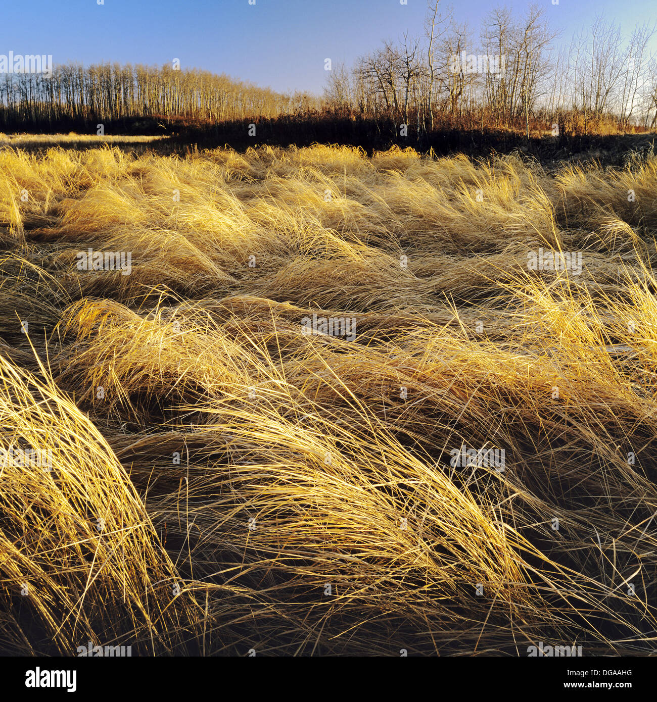 Grasses at Sunset in Early Spring, Elk Island National Park, Alberta ...