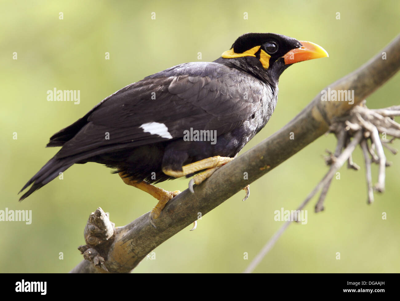 Hill mynah gracula religiosa hi-res stock photography and images - Alamy