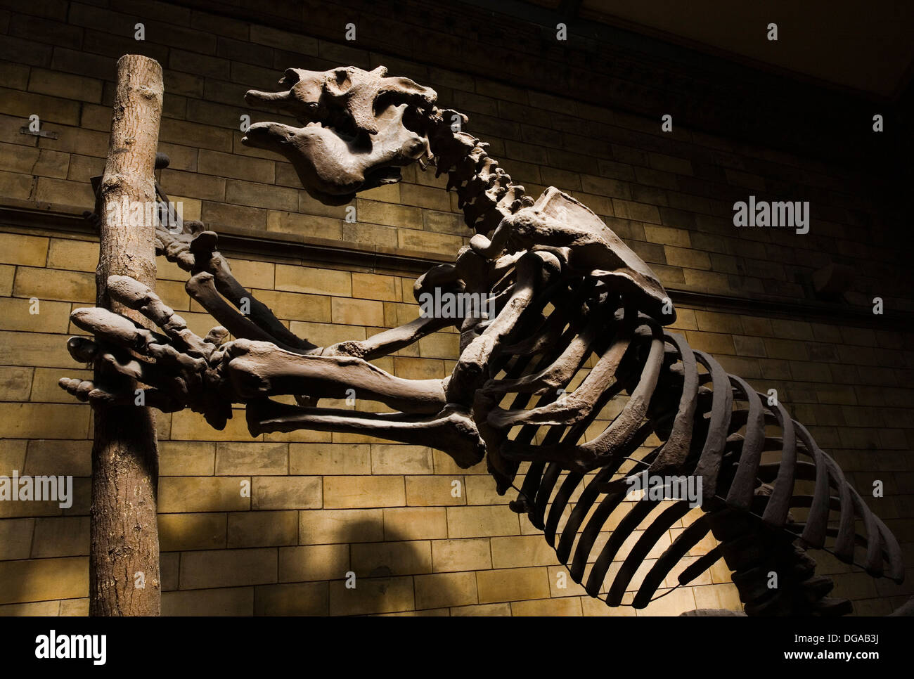 Megatherium americanum hi-res stock photography and images - Alamy