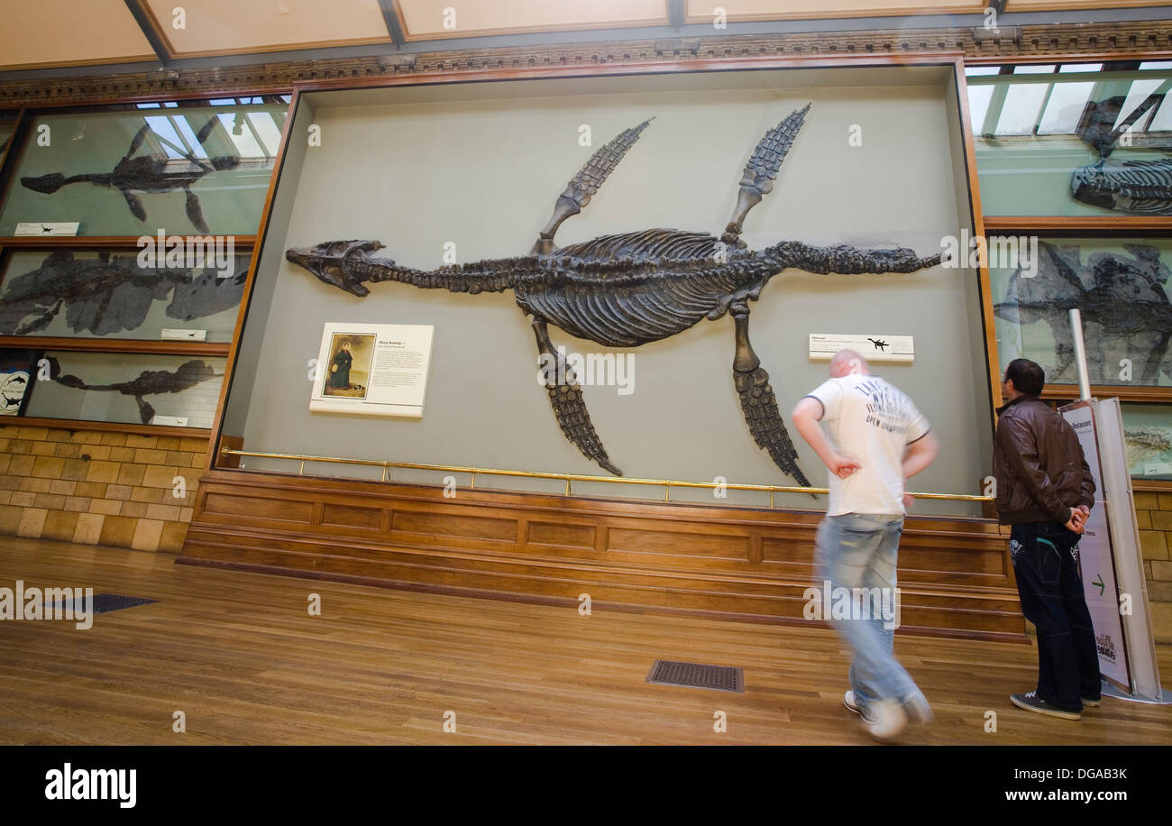 Pliosaur High Resolution Stock Photography and Images - Alamy