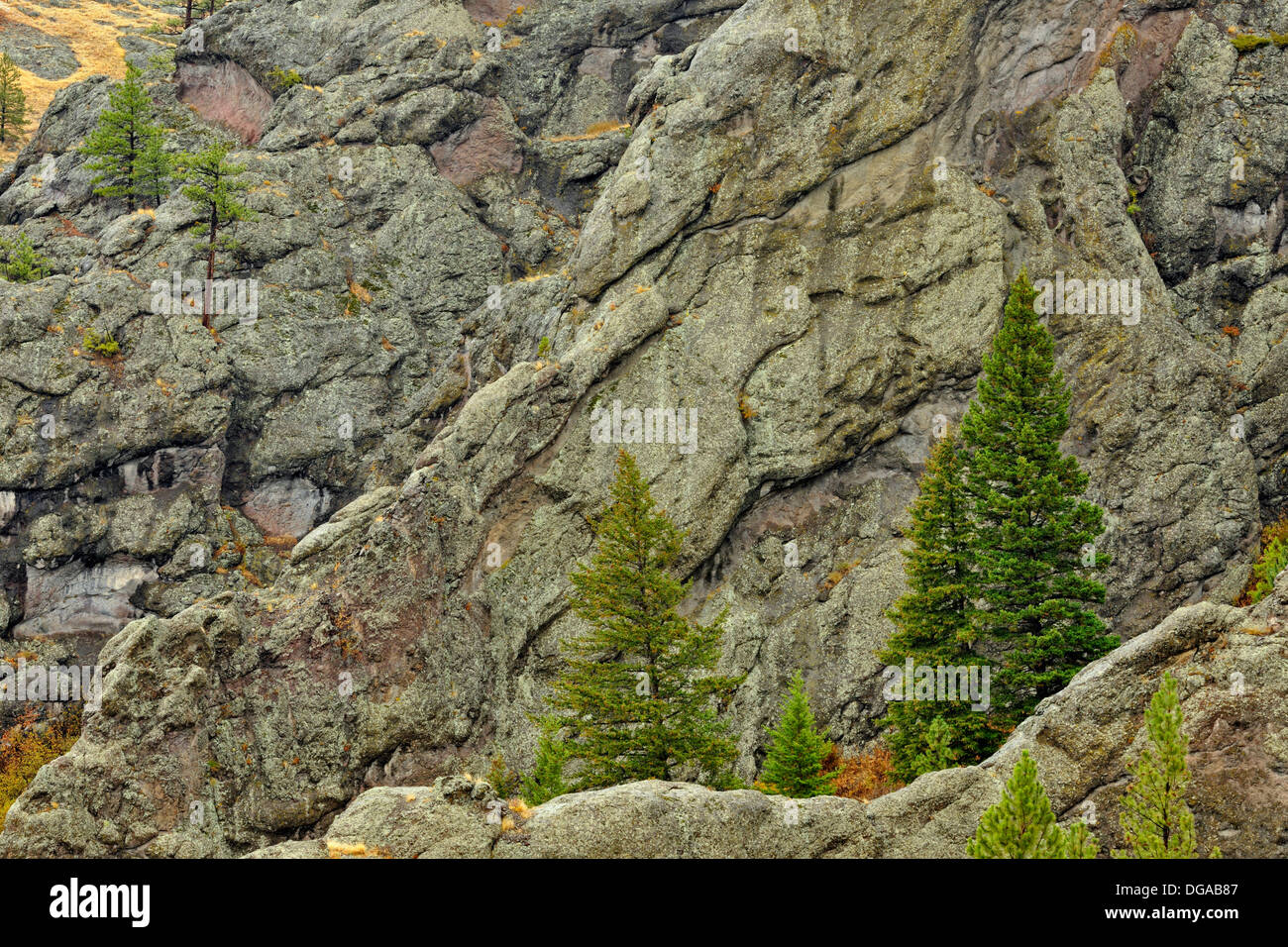 Rocks and ponderosa pine in the Missouri River canyon I 15 n ear Mid ...