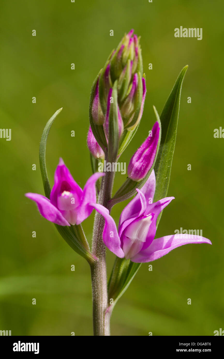 Red Helleborine (Cephalanthera rubra) orchid flower spike Stock Photo ...