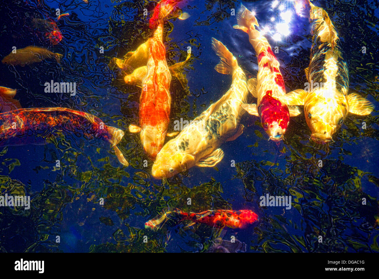Pond with fish Stock Photo - Alamy