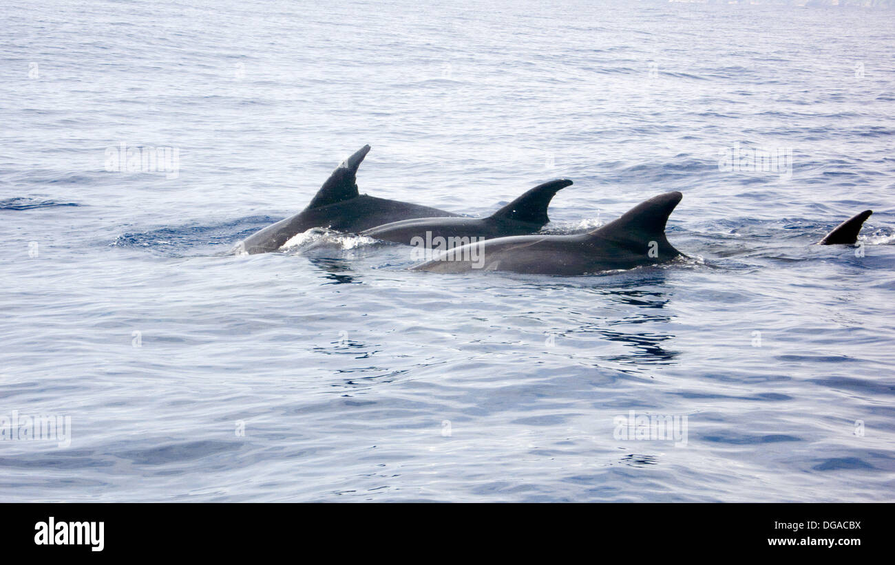 4 dolphins hi-res stock photography and images - Alamy