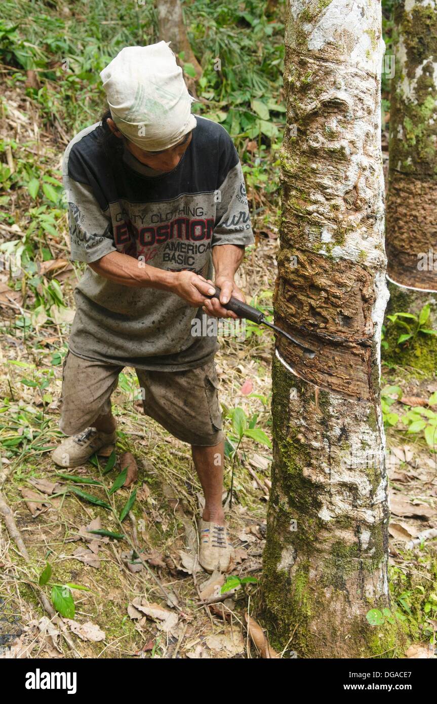 Borneo rubber hi-res stock photography and images - Alamy