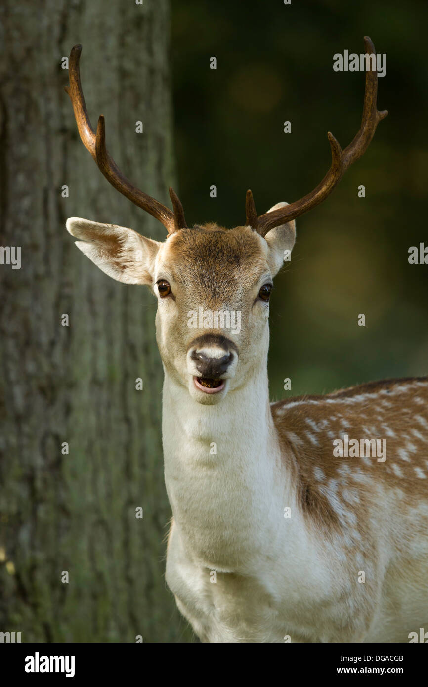 Stag head hi-res stock photography and images - Alamy