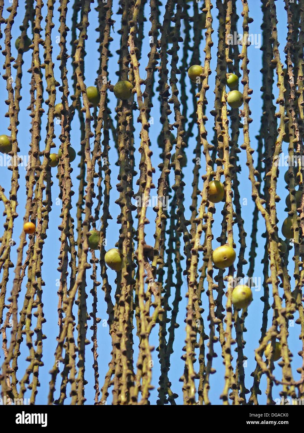 Syagrus hi-res stock photography and images - Alamy