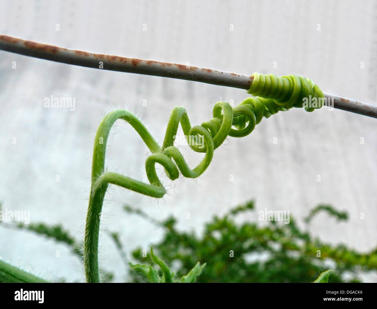 Plant tendril hi-res stock photography and images - Alamy