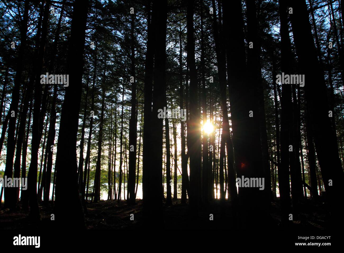 Shining through hi-res stock photography and images - Alamy