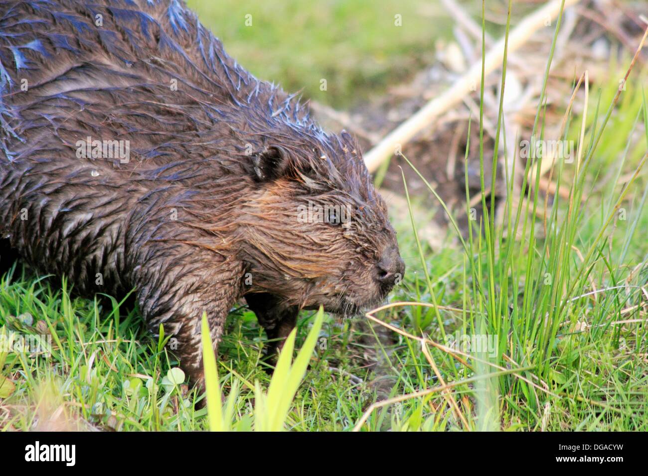 American beaver canadensis hi-res stock photography and images - Alamy
