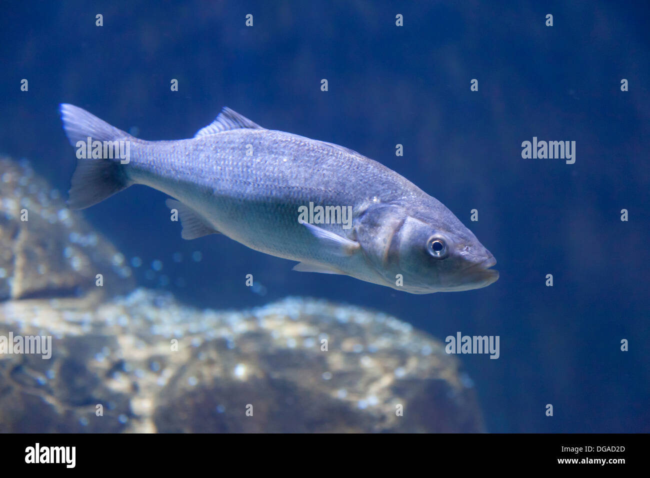 Seabass swimming hi-res stock photography and images - Alamy