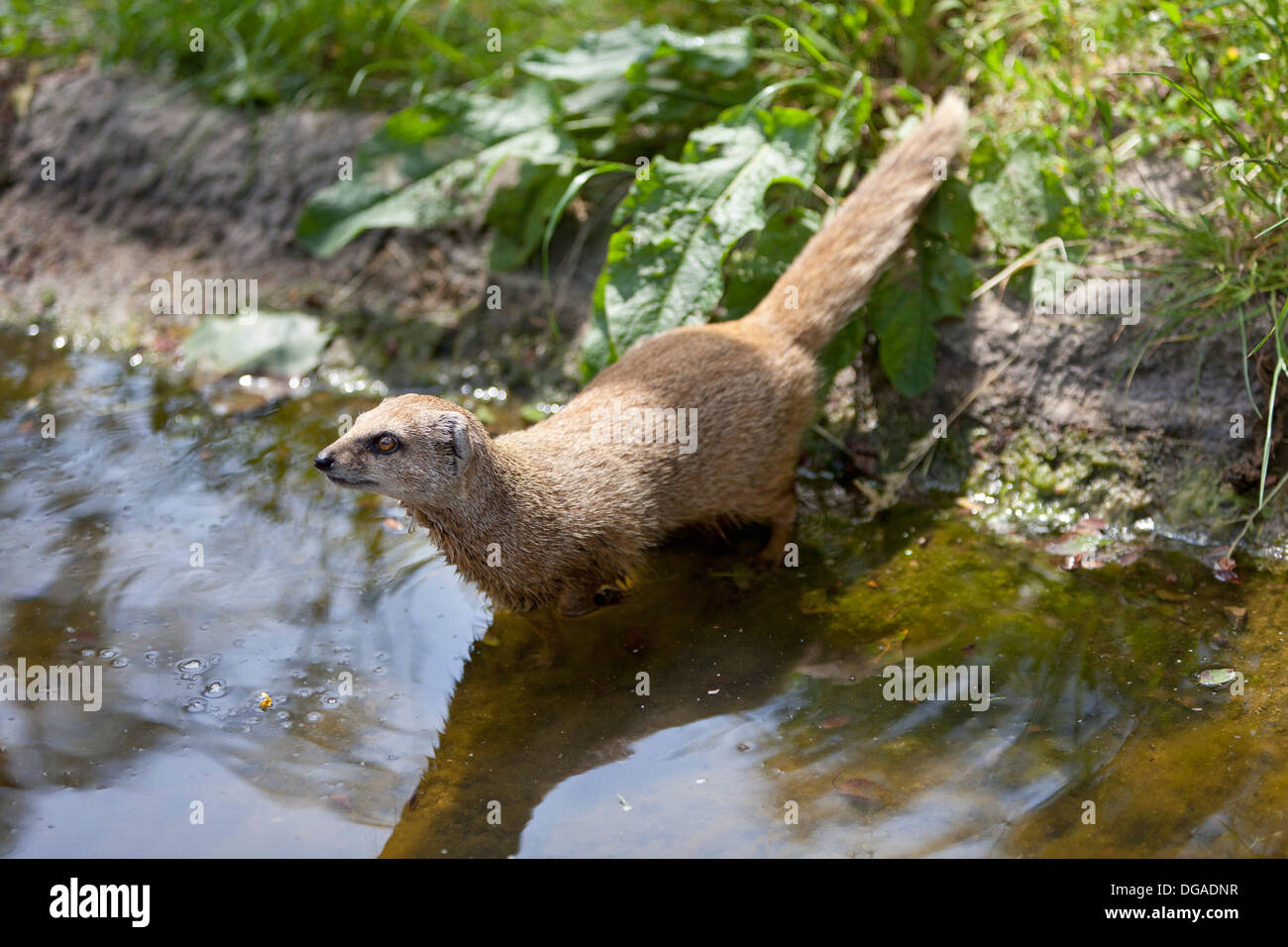 Water mongoose hi-res stock photography and images - Alamy
