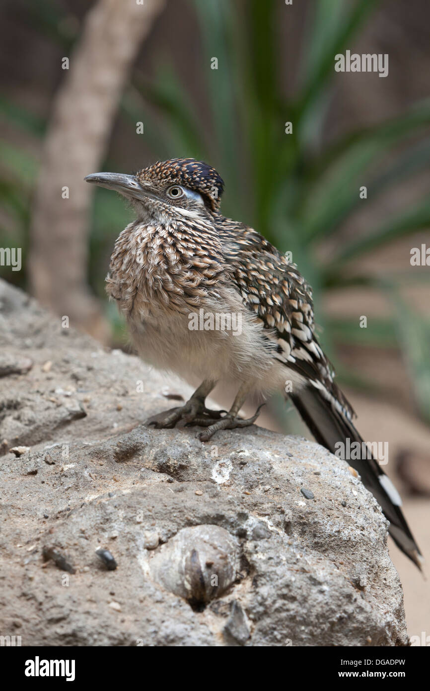 Roadrunner hi-res stock photography and images - Alamy