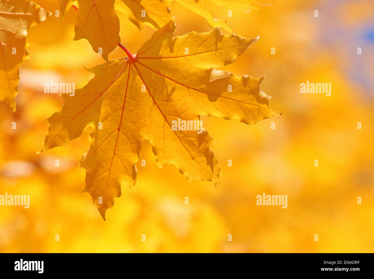 Maple yellow leaf hi-res stock photography and images - Alamy