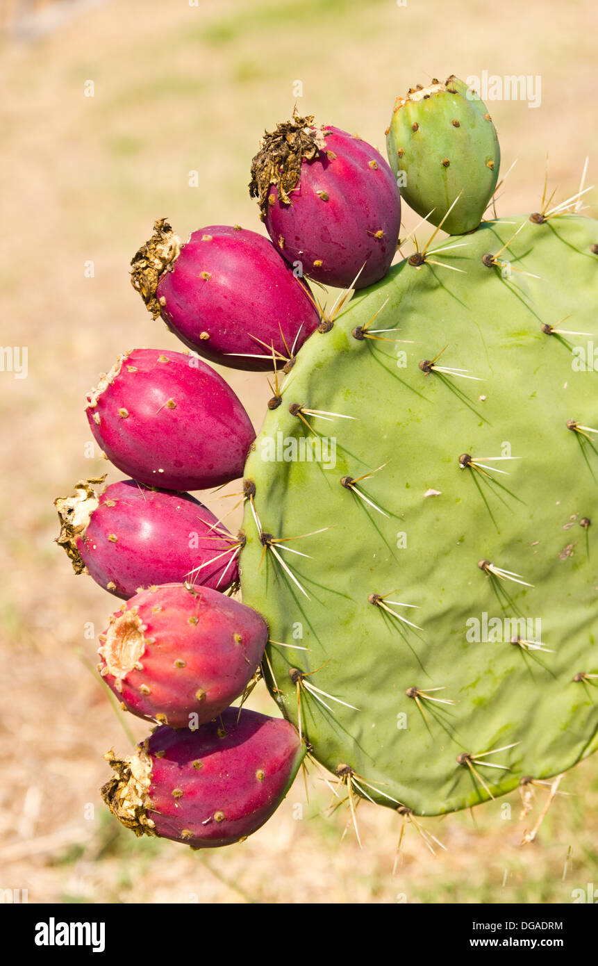 Cactus with red spikes hi-res stock photography and images - Alamy