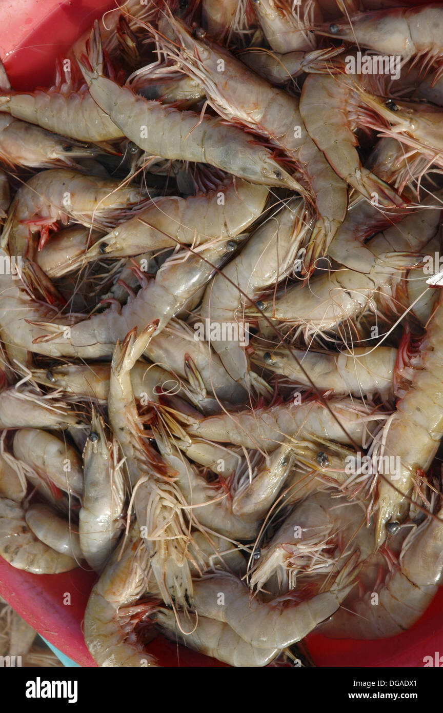 Shrimps sold at the fish market hi-res stock photography and images - Alamy
