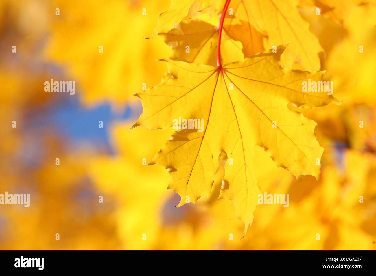 Close up maple leaf hi-res stock photography and images - Alamy