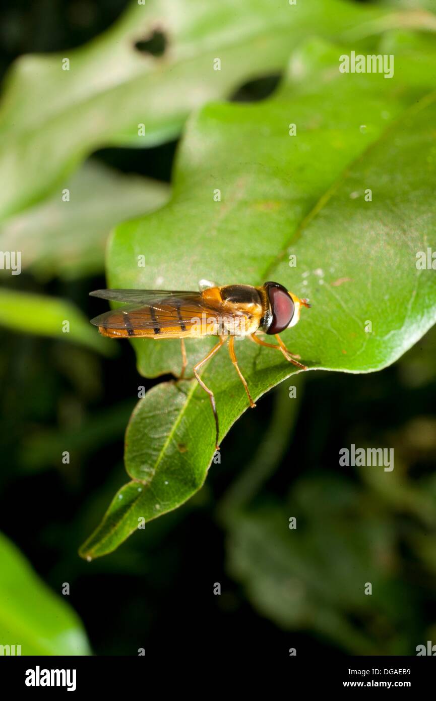Robofly hi-res stock photography and images - Alamy