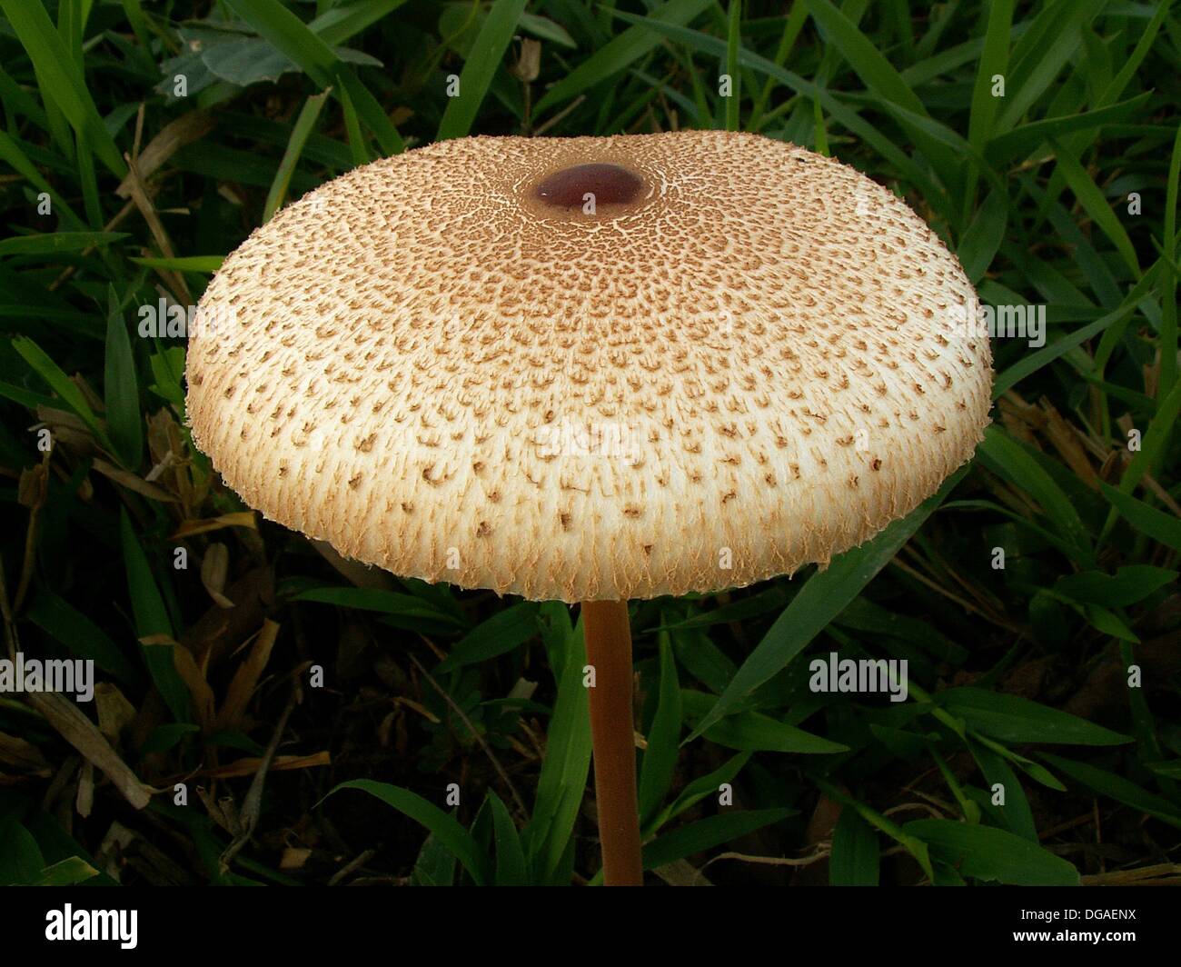 Basidiomycetes High Resolution Stock Photography and Images - Alamy