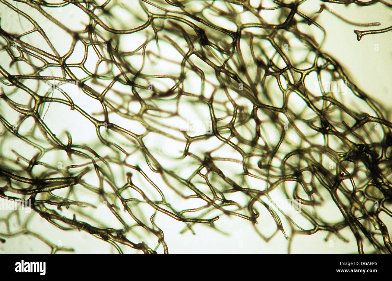 Spongin Stock Photos & Spongin Stock Images - Alamy