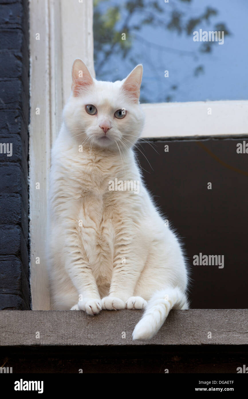 Cat in front of window hi-res stock photography and images - Alamy