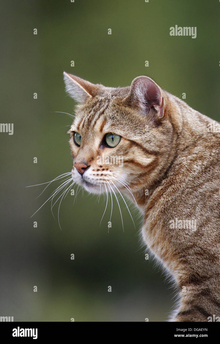 Feline housecat hi-res stock photography and images - Alamy